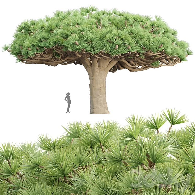 Socotra dragon trees vol 14 - Tree - 3D model