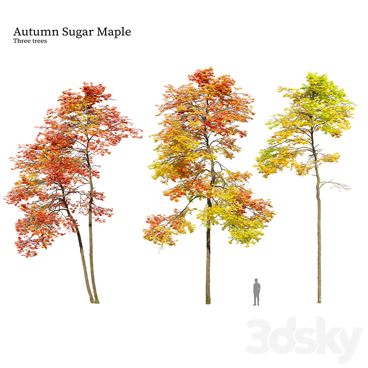 Autumn Sugar Maple - Tree - 3D model