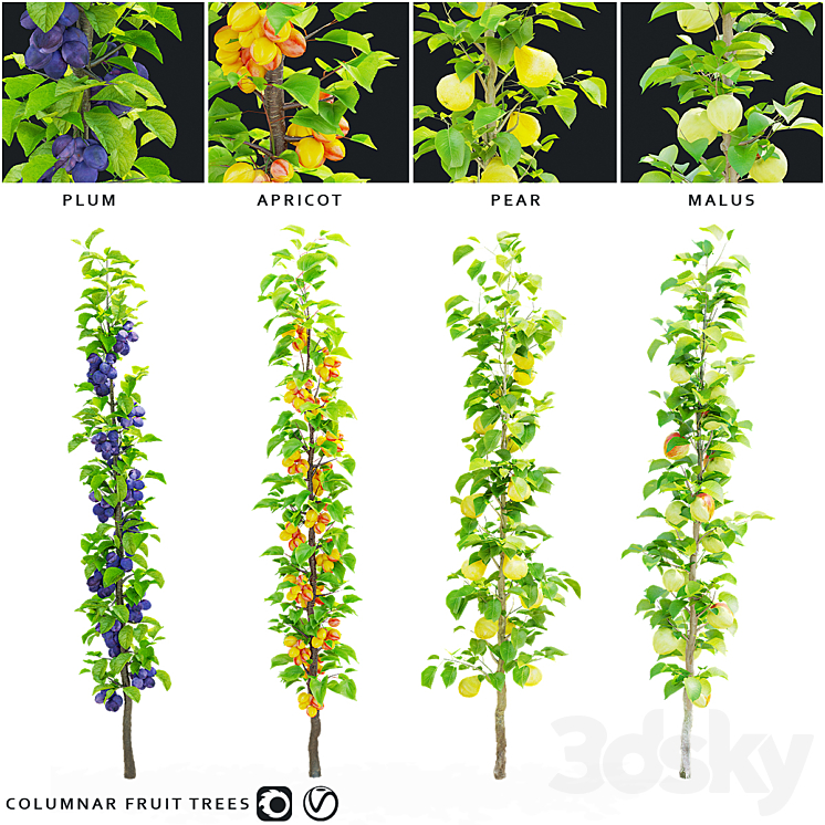 Columnar fruit trees - Outdoor - 3D model