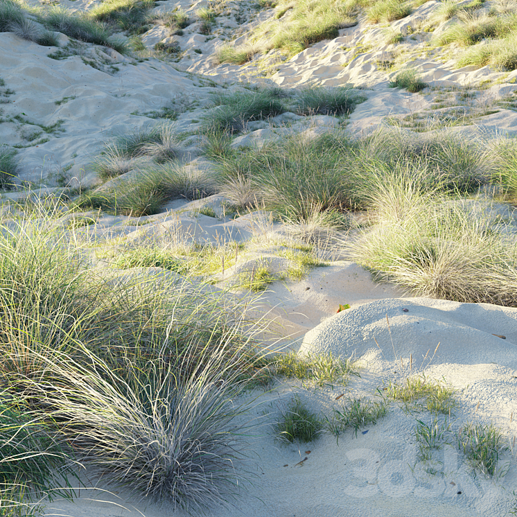 Sandy biome - Grass - 3D model