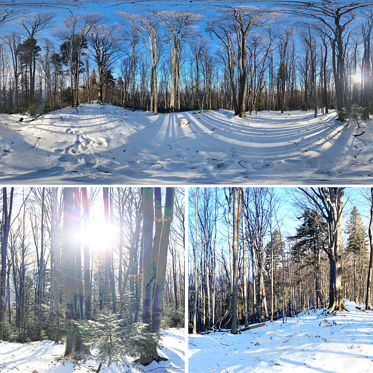 winter forest - HDRI - 3D model