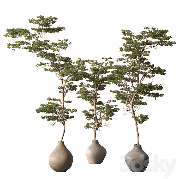 Indoor Plant 829 - Sapling Tree - Indoor - 3D model