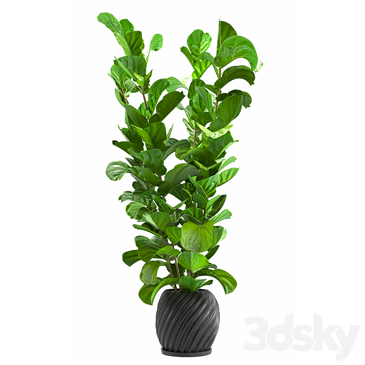 ficus plant - Indoor - 3D model