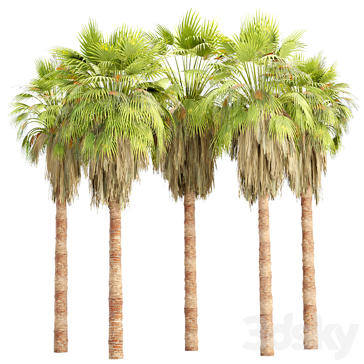 3D California Palm Collection Vol 285 - Tree - 3D model