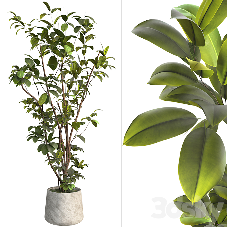 Bonsai Jungle Ficus Elastica Rubber Tree 378 - Indoor - 3D model