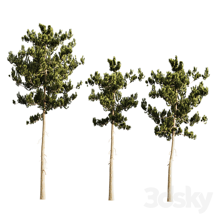 Pinus sylvestris 003 - Tree - 3D model