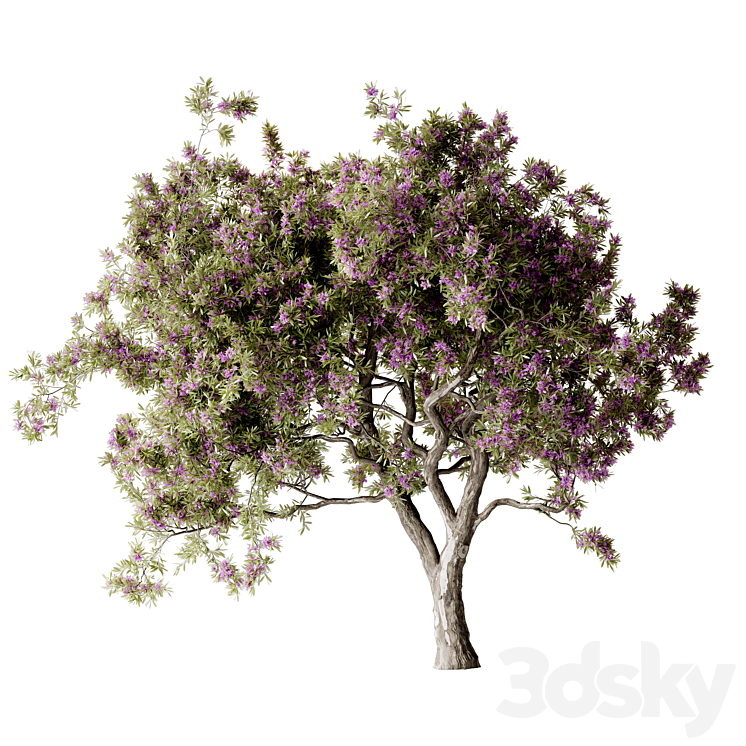 Jacaranda Tree Set 01 - Tree - 3D model
