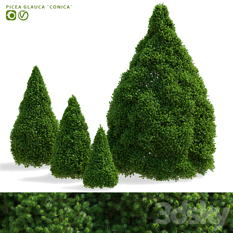 Canadian spruce Konica | Picea glauca Conica - Tree - 3D model