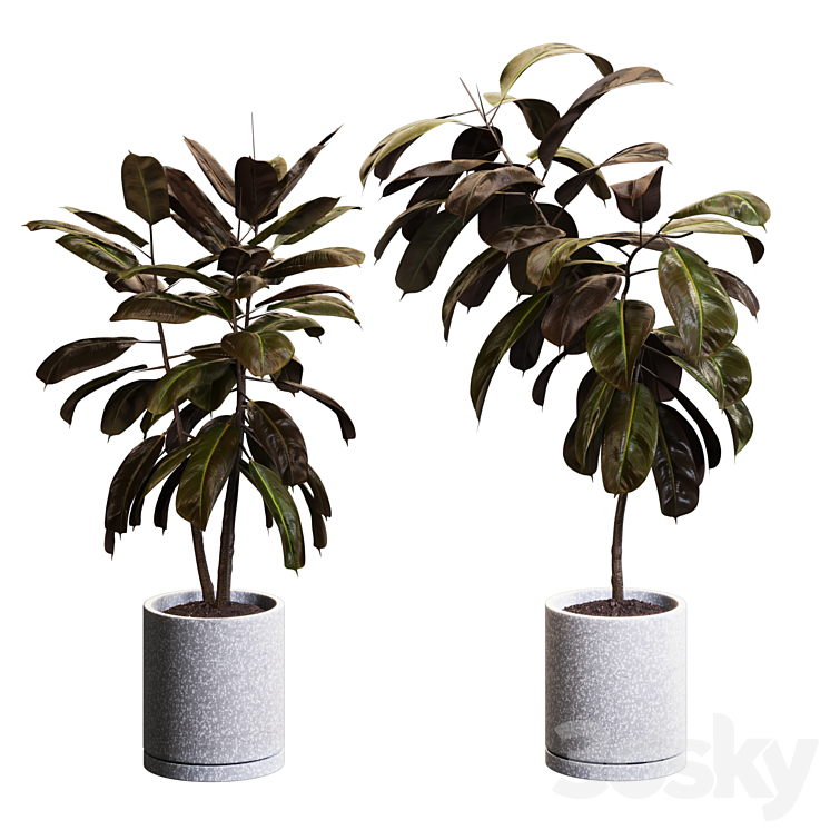 Ficus plants TA 13 - Indoor - 3D model