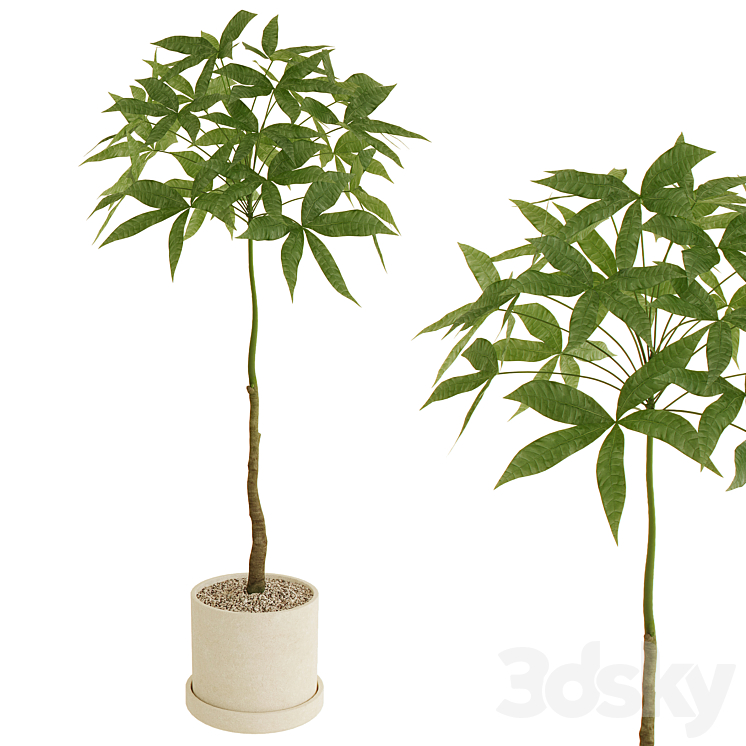 Pachira aquatica in pots - Indoor - 3D model