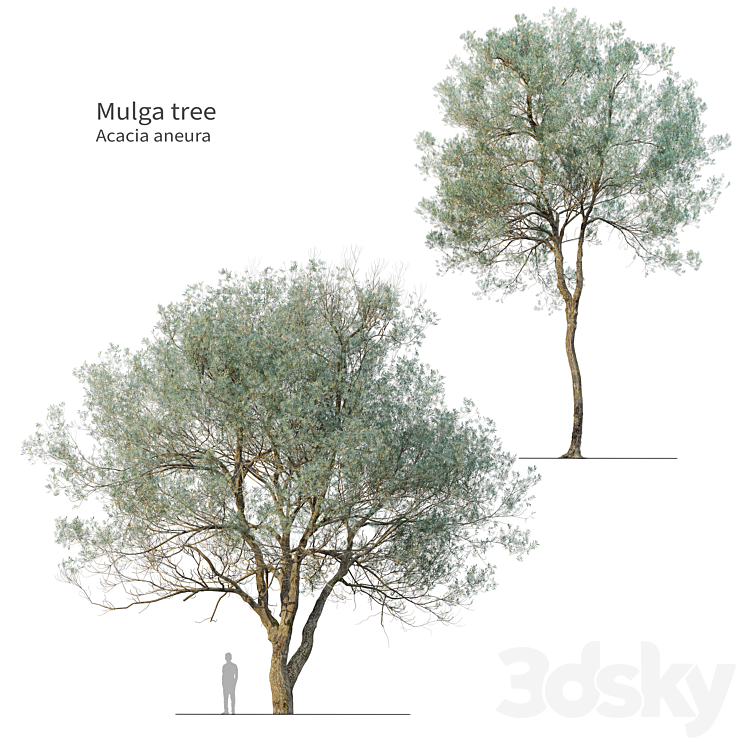 Mulga tree - Tree - 3D model