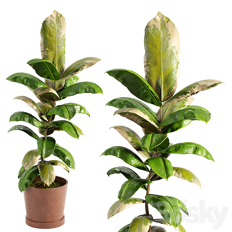 Indoor Plent - Indoor - 3D model