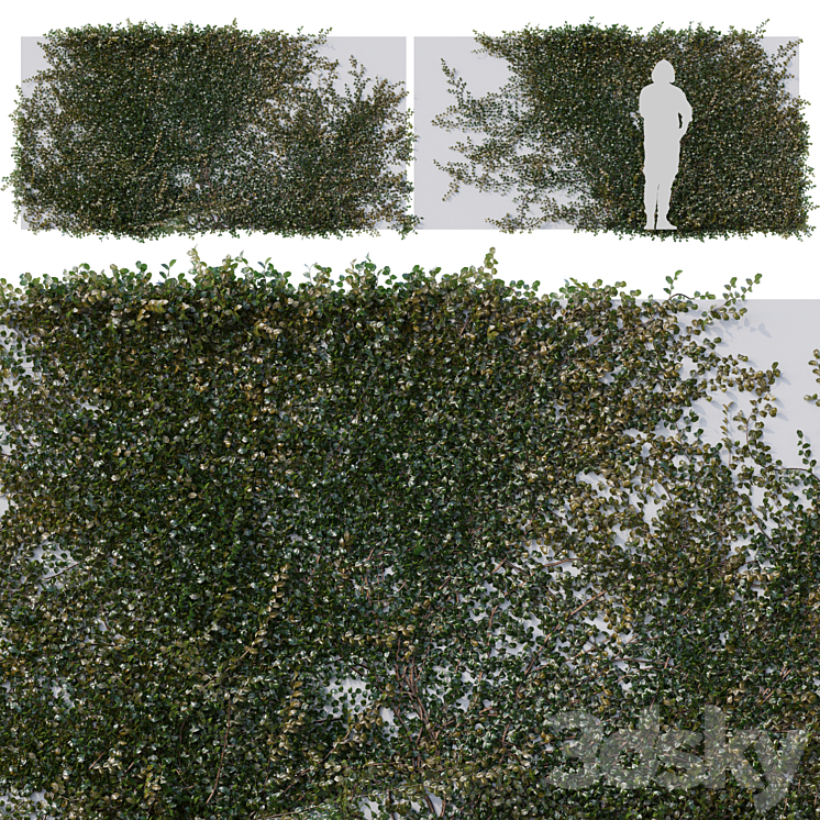 Hedge 01 - Outdoor - 3D model
