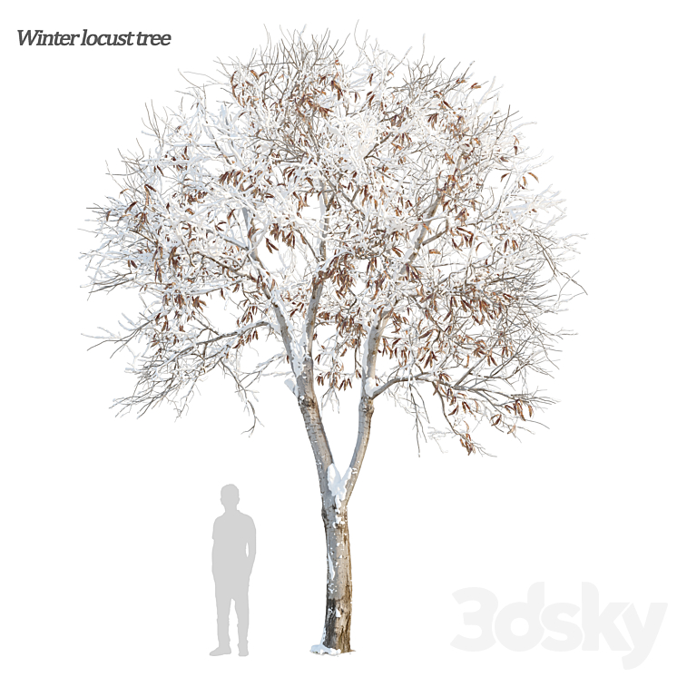 Winter trimmed locust - Tree - 3D model