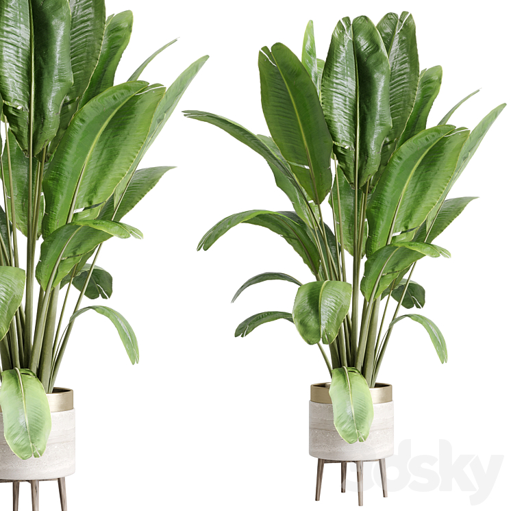 Ravenala plant in a marble pot - set indoor plant 607 - Indoor - 3D model