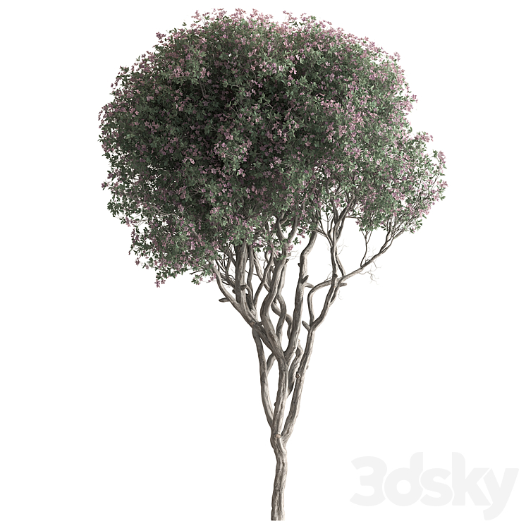 Leucophyllum Frutescens Topiary Tree 375 - Tree - 3D model