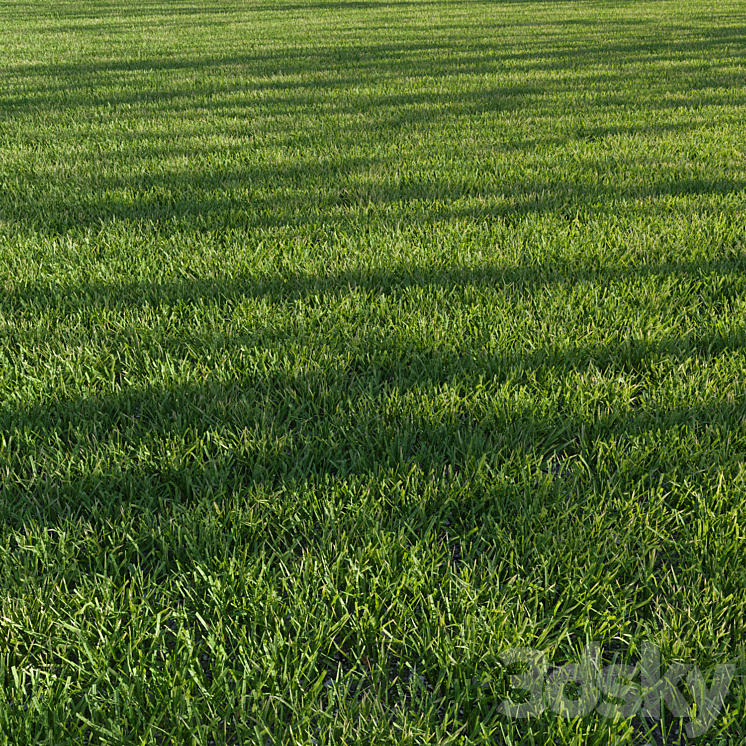 Lawn mown: mouse barley (hordeum murinum) August - Grass - 3D model