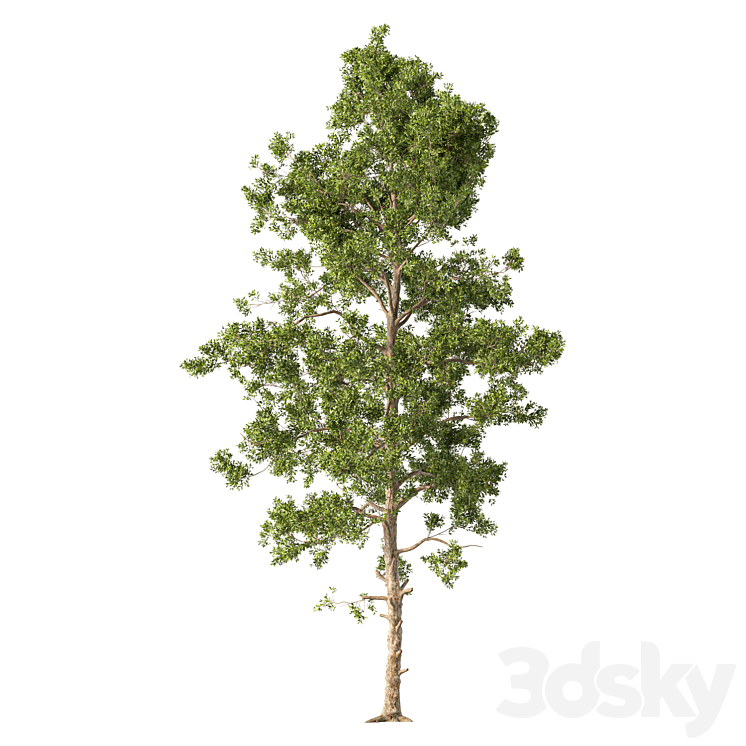 Conifer Tree Set.189 - Tree - 3D model