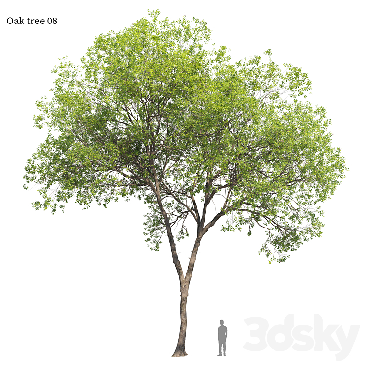 Oak tree 08 - Tree - 3D model