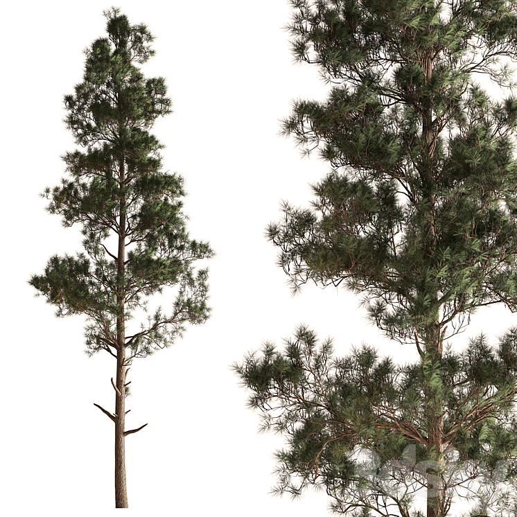 Pinus Pine Tree Set 392 - Tree - 3D model