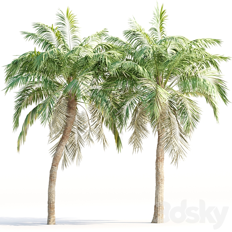 Realistic Palm Trees Vol 288 - Tree - 3D model