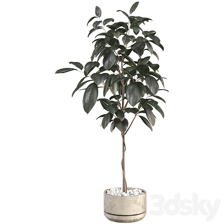 Bonsai Jungle Ficus Rubber Tree 401 - Indoor - 3D model