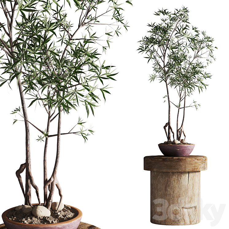 Australian bottleneck plant in planter - Indoor - 3D model