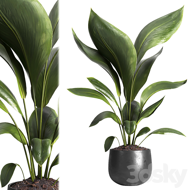 indoor plant 016 - Indoor - 3D model