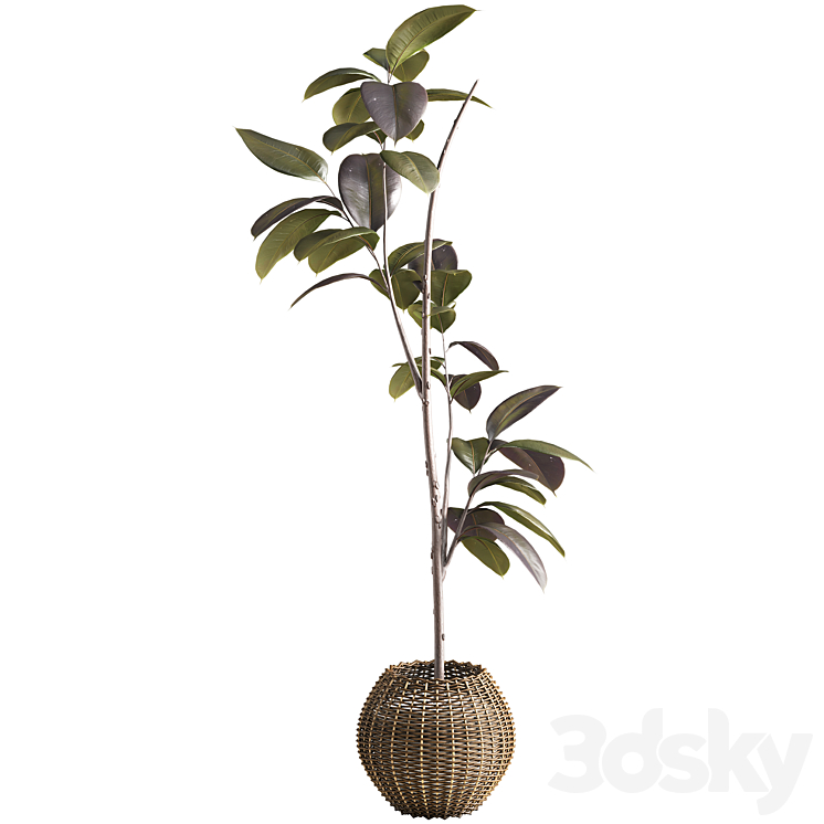 Bonsai Jungle Ficus Rubber Tree 408 - Indoor - 3D model