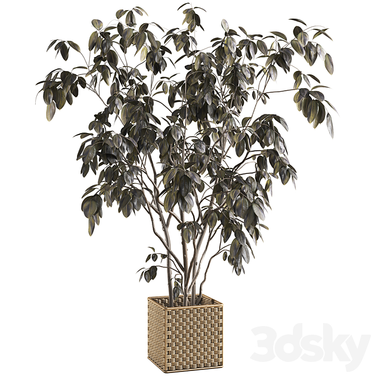 Bonsai Jungle Ficus Rubber Tree 411 - Indoor - 3D model