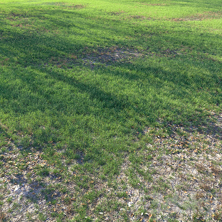 Short grass - Grass - 3D model