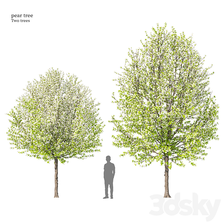 Pear tree 04 - Tree - 3D model