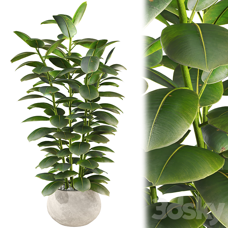 Bonsai Ficus Rubber Tree Set 414 - Indoor - 3D model