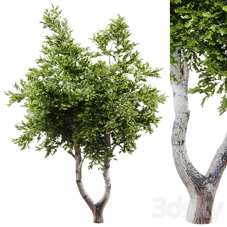Outdoor Tree Set 037 - Tree - 3D model