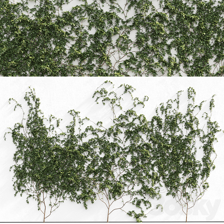 Ivy for walls. 3 models - Outdoor - 3D model