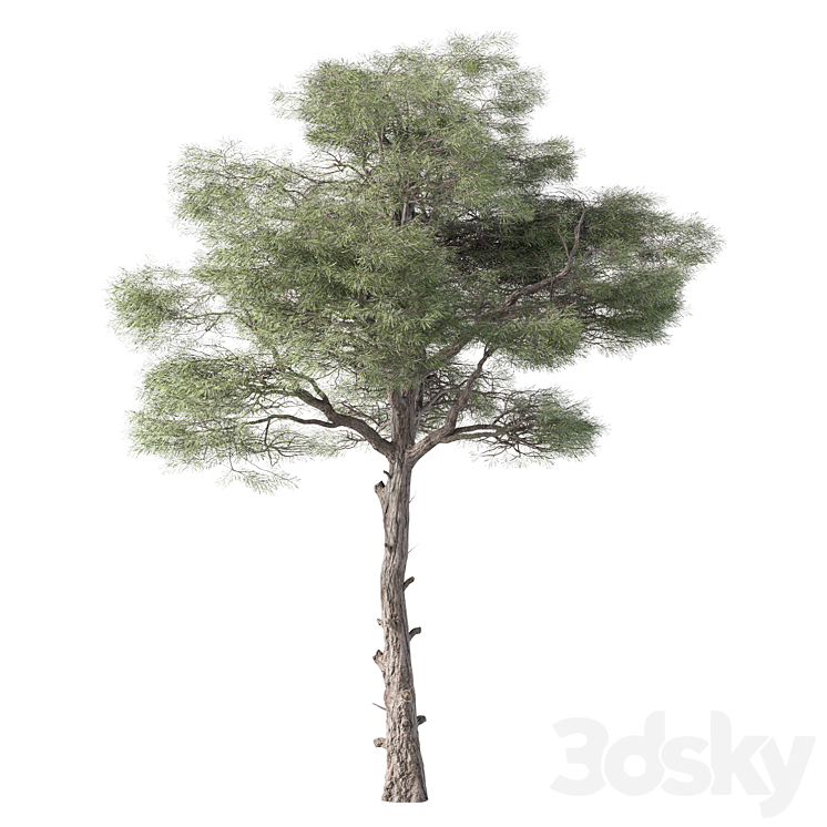 Pine Tree Set.218 - Tree - 3D model