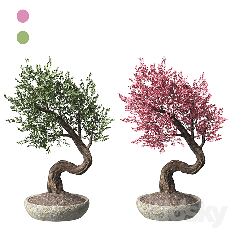 Bonsai Tree Set 001 - Indoor - 3D model