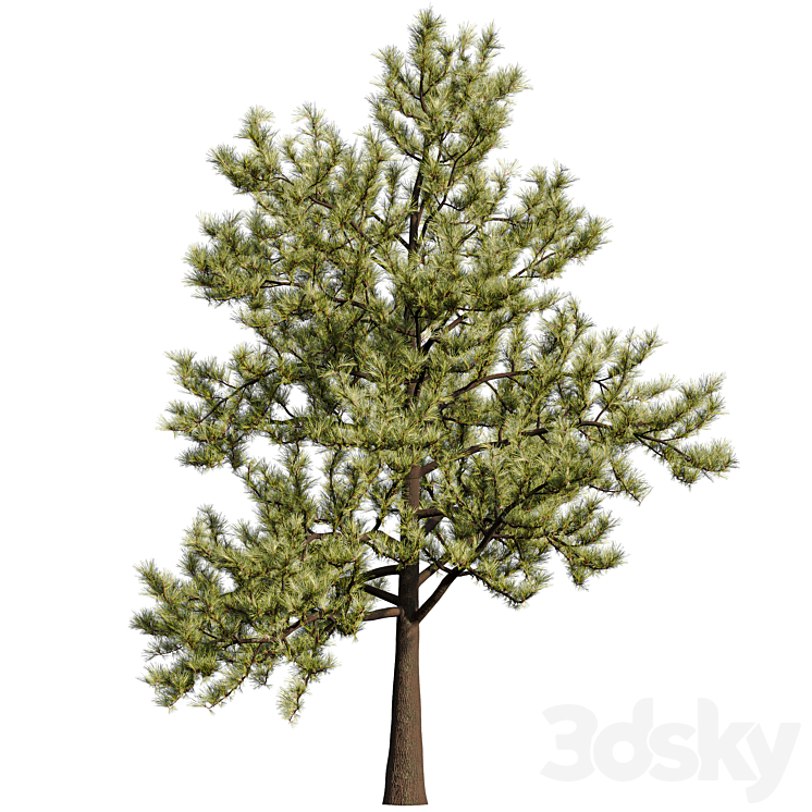 Pine tree set 09 - Tree - 3D model