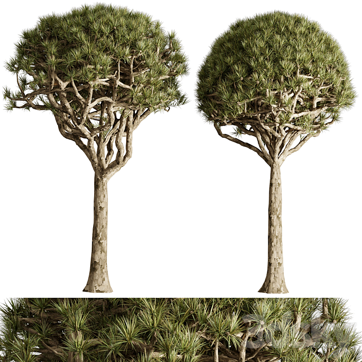 Stone Pine Tree Set 10 vray - Tree - 3D model