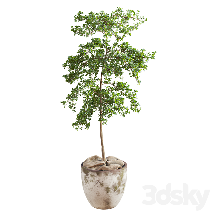 Bucida Buceras In Vintage Pot - Indoor - 3D model