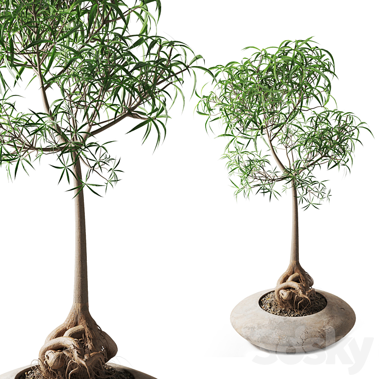 Australian bottleneck plant in pot - Indoor - 3D model