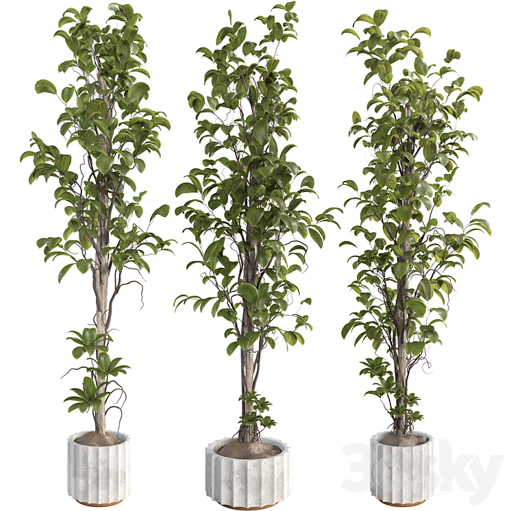 Bonsai Jungle Ficus Rubber Tree Set 431 - Indoor - 3D model
