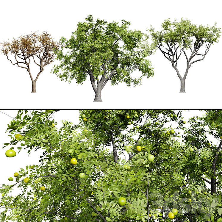 Marula Tree 3D Model Pack - Tree - 3D model
