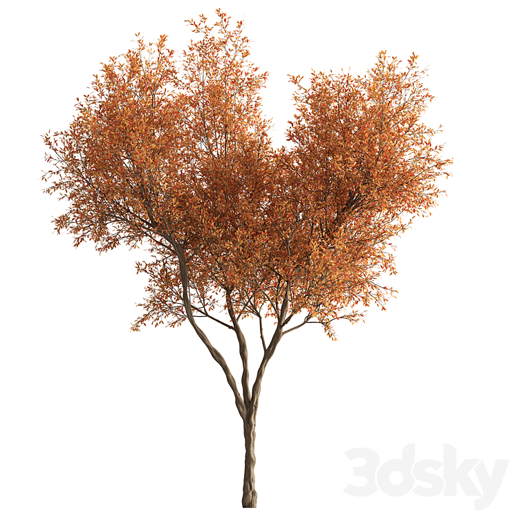 Autumn Sapling - Tree Set 424 - Tree - 3D model