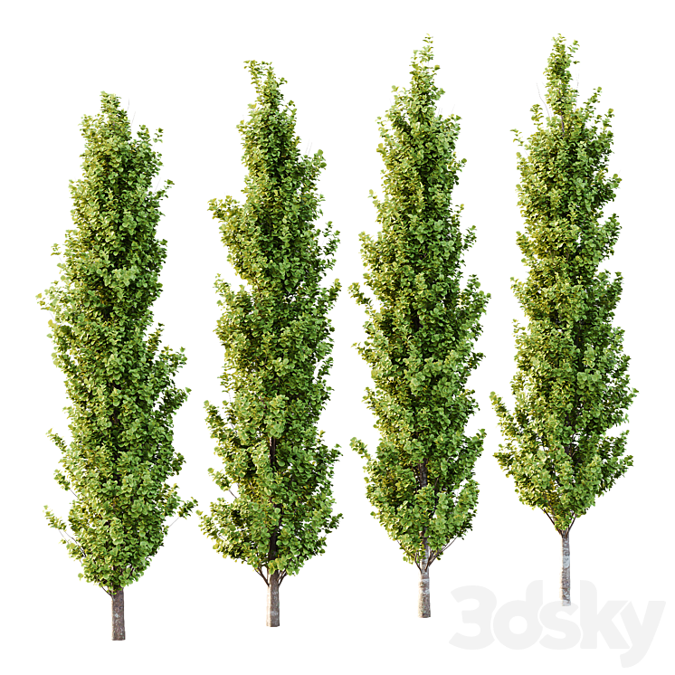 fagus sylvatica tree 09 - Tree - 3D model