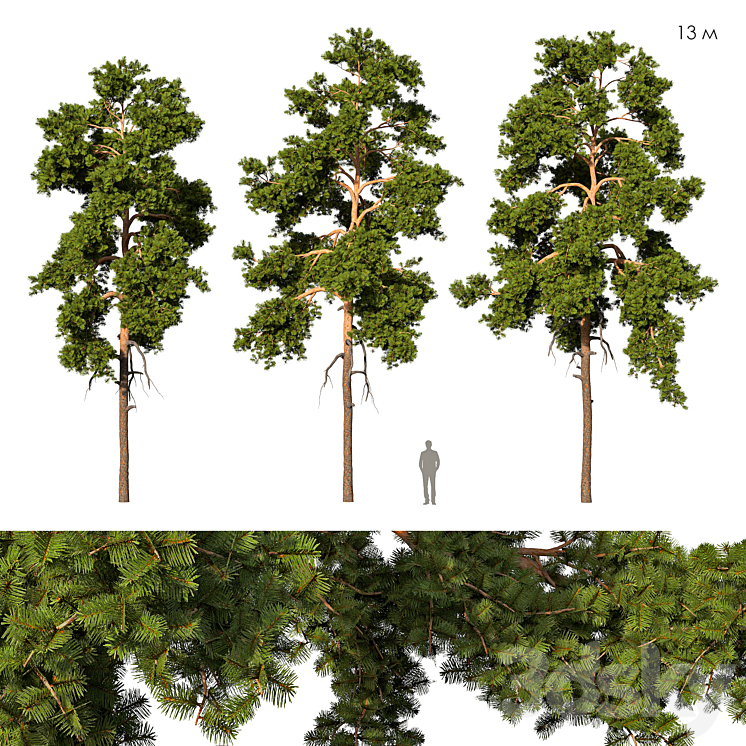 Pines 6 - Tree - 3D model