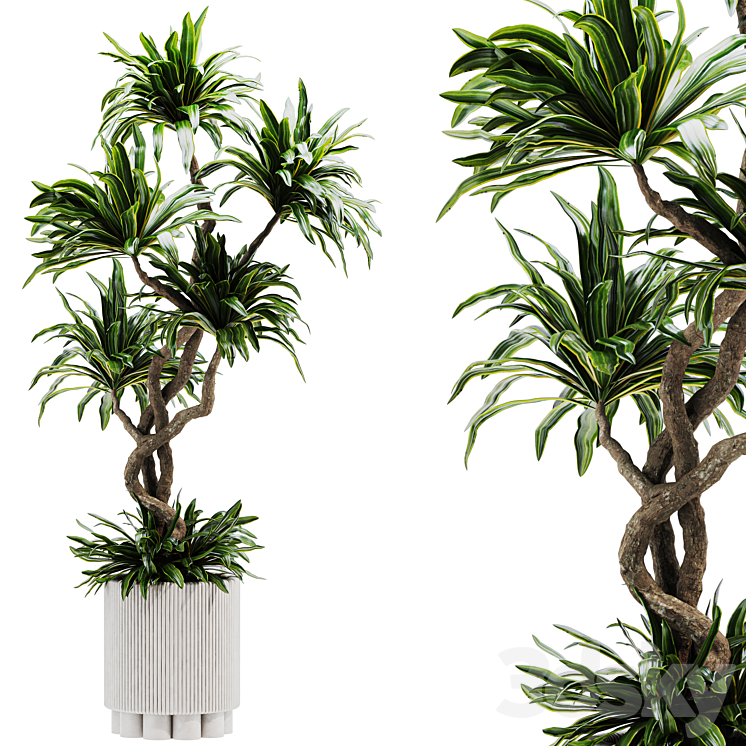 Twisted Dragon Tree - Indoor - 3D model