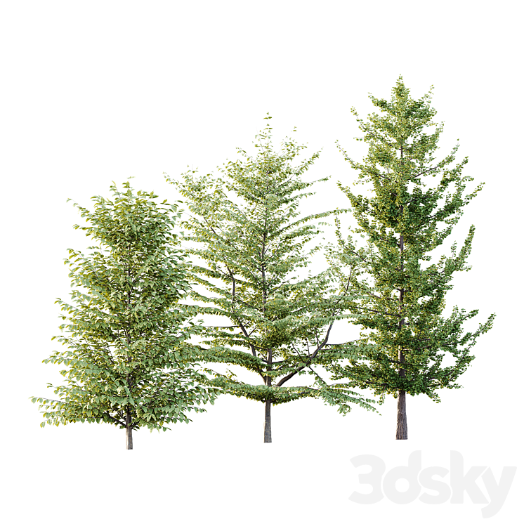 Different Trees 57 - Tree - 3D model