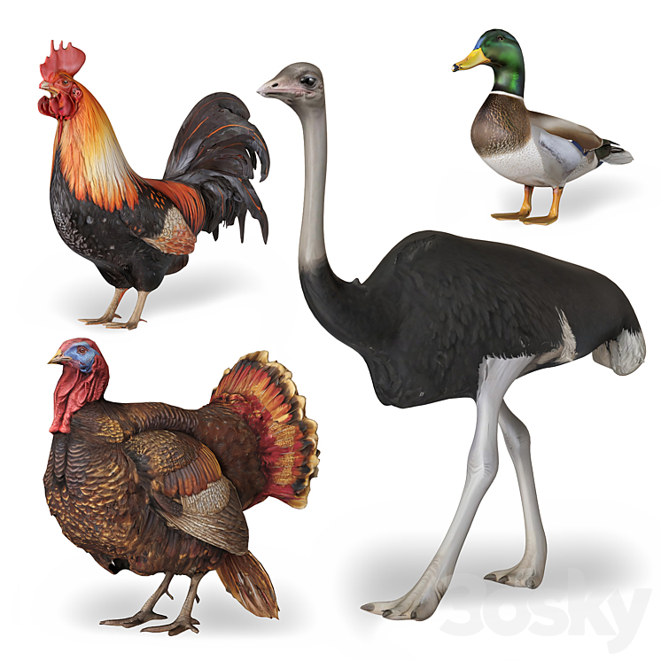 duck ostrich turkey rooster - Creature - 3D model