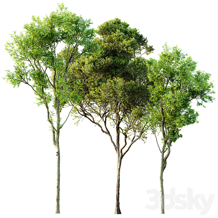 AV Celtis Australis and Acer Pseudoplatanus - Tree - 3D model